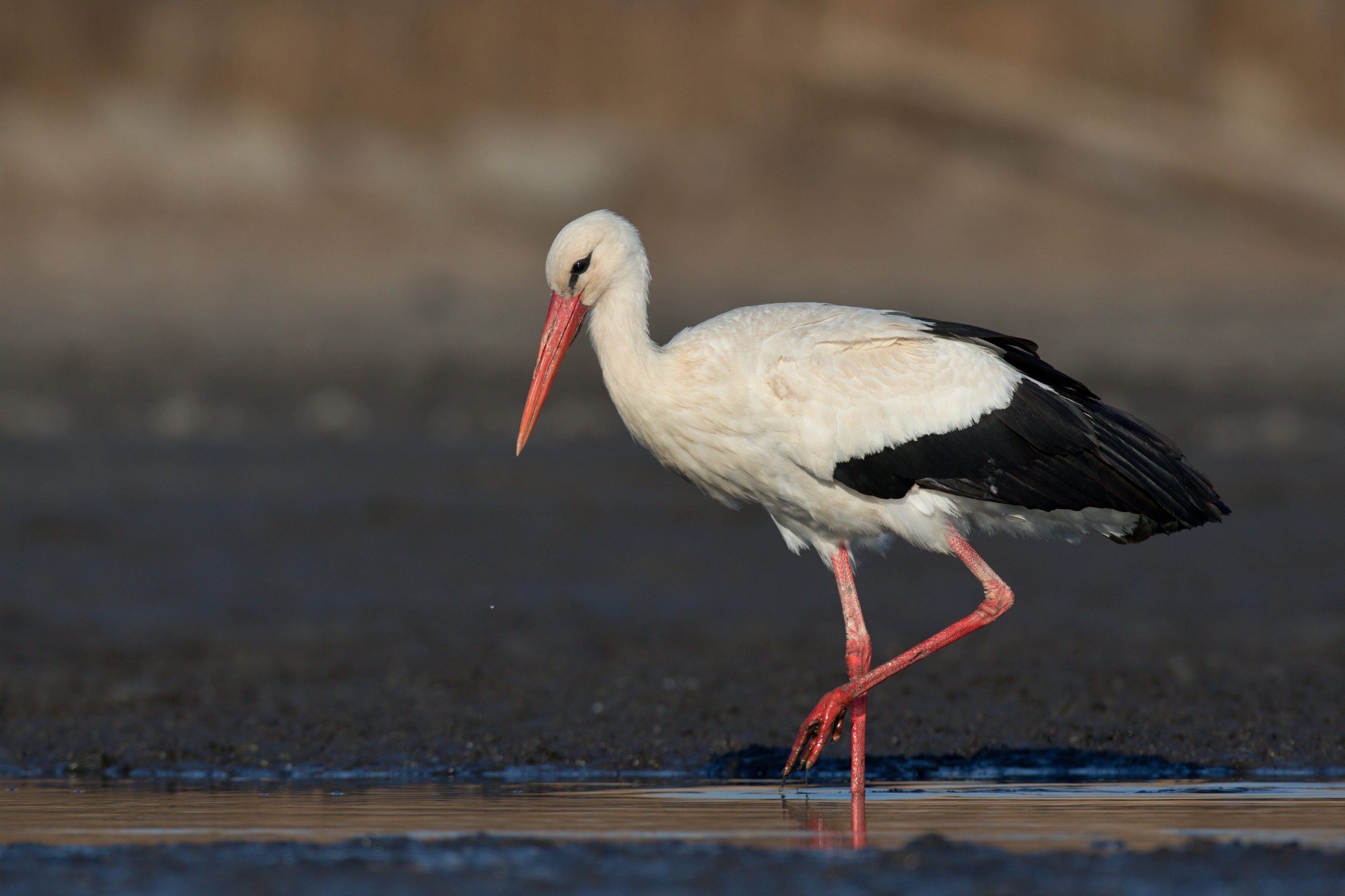 Štandard - Múzeum v R. Sobote vystavuje dermoplastický preparát bociana ...