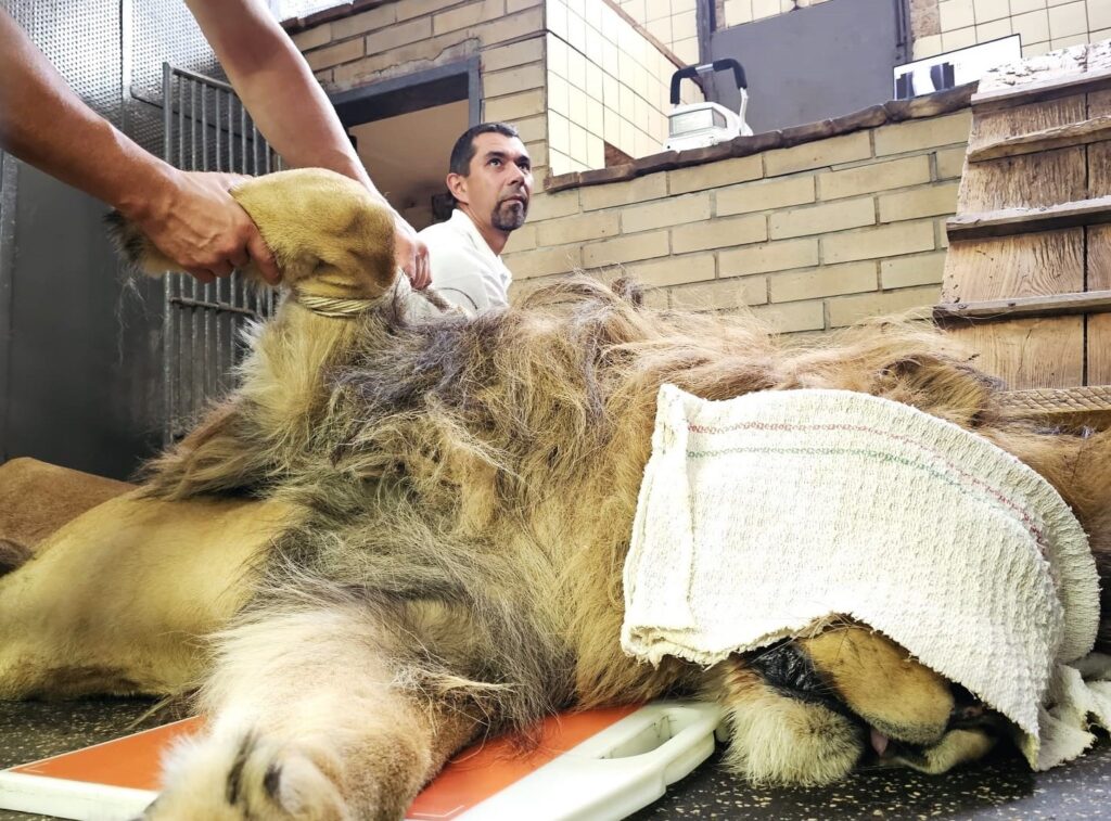 Leva berberského z bojnickej ZOO utratili. Vo voľnej prírode už nežije ...